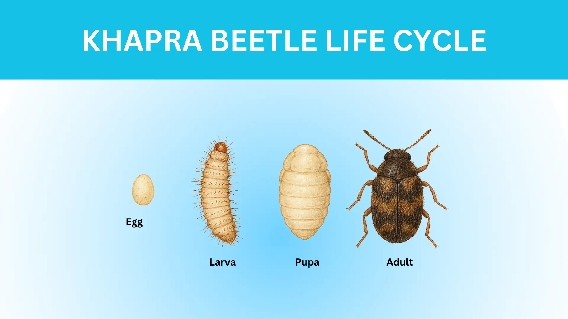 Khapra Beetle Australia: New Import Rules